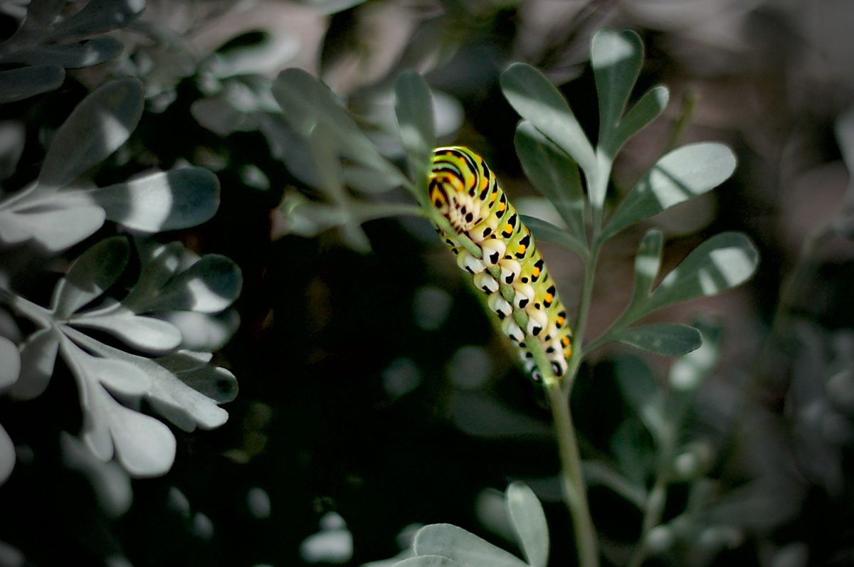 Caterpillar feet – Photo Badge